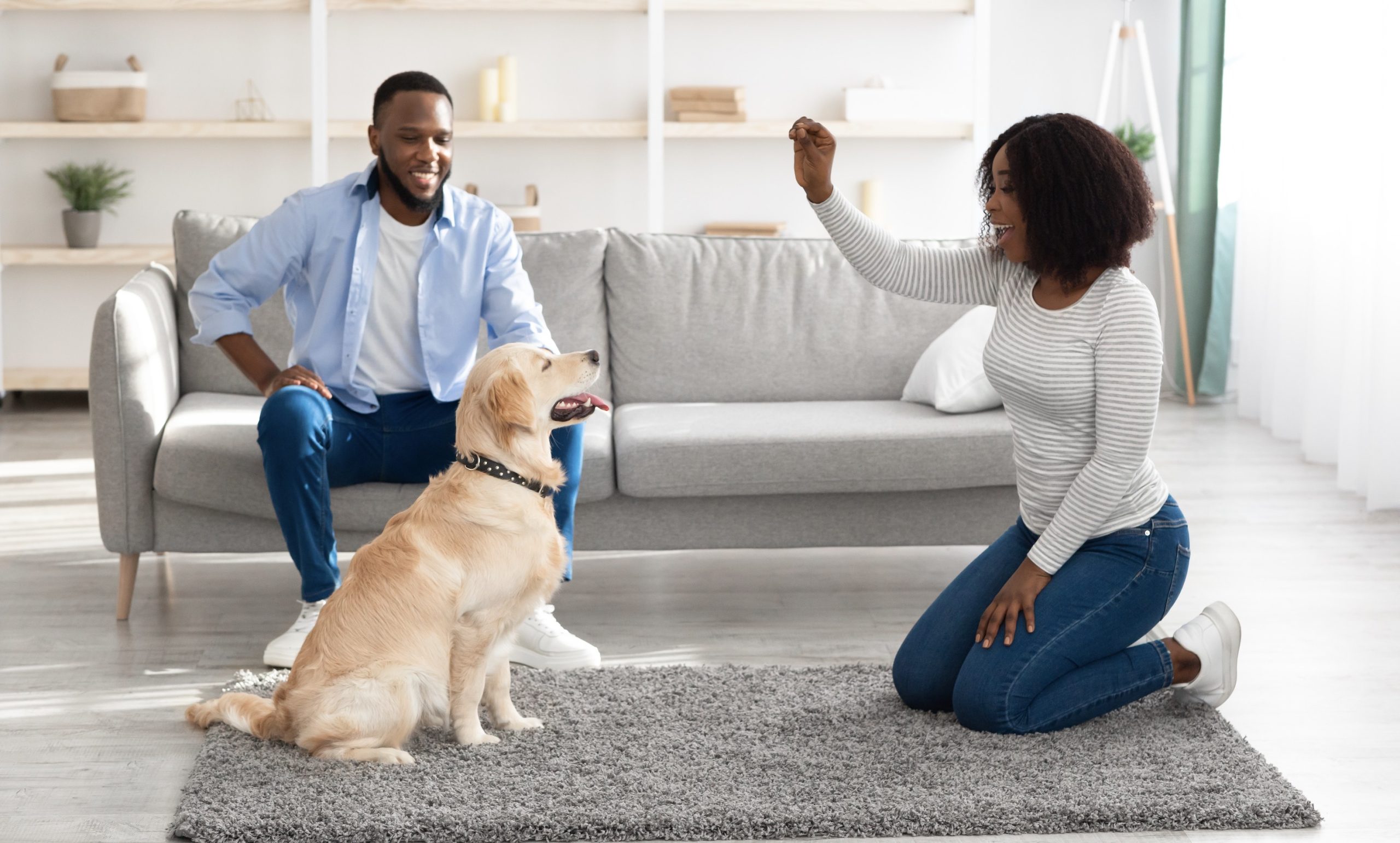 6 Basic Commands Every Dog Should Know - Dog Training in Phoenix | (480 ...